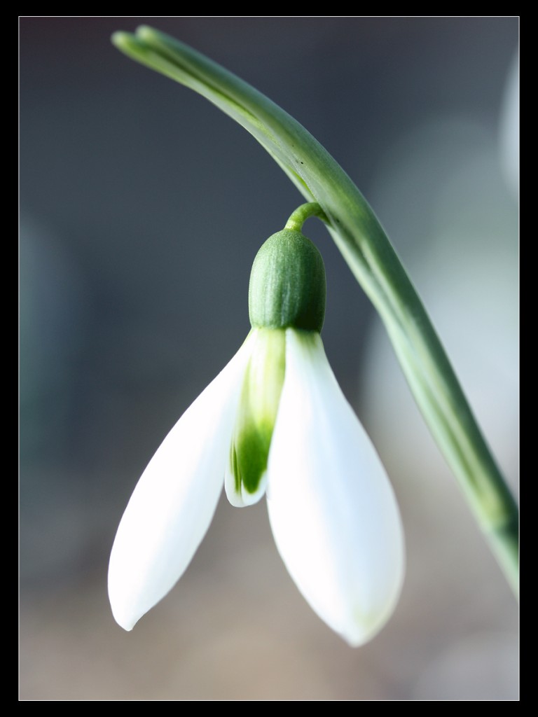 Home - Spring Platt Snowdrops